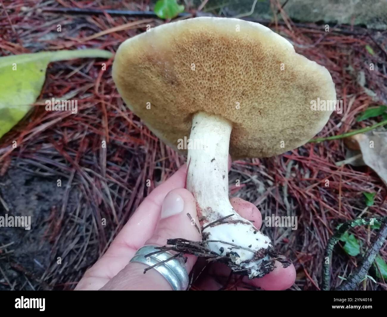 Slippery Jacks (Suillus Stock Photo - Alamy