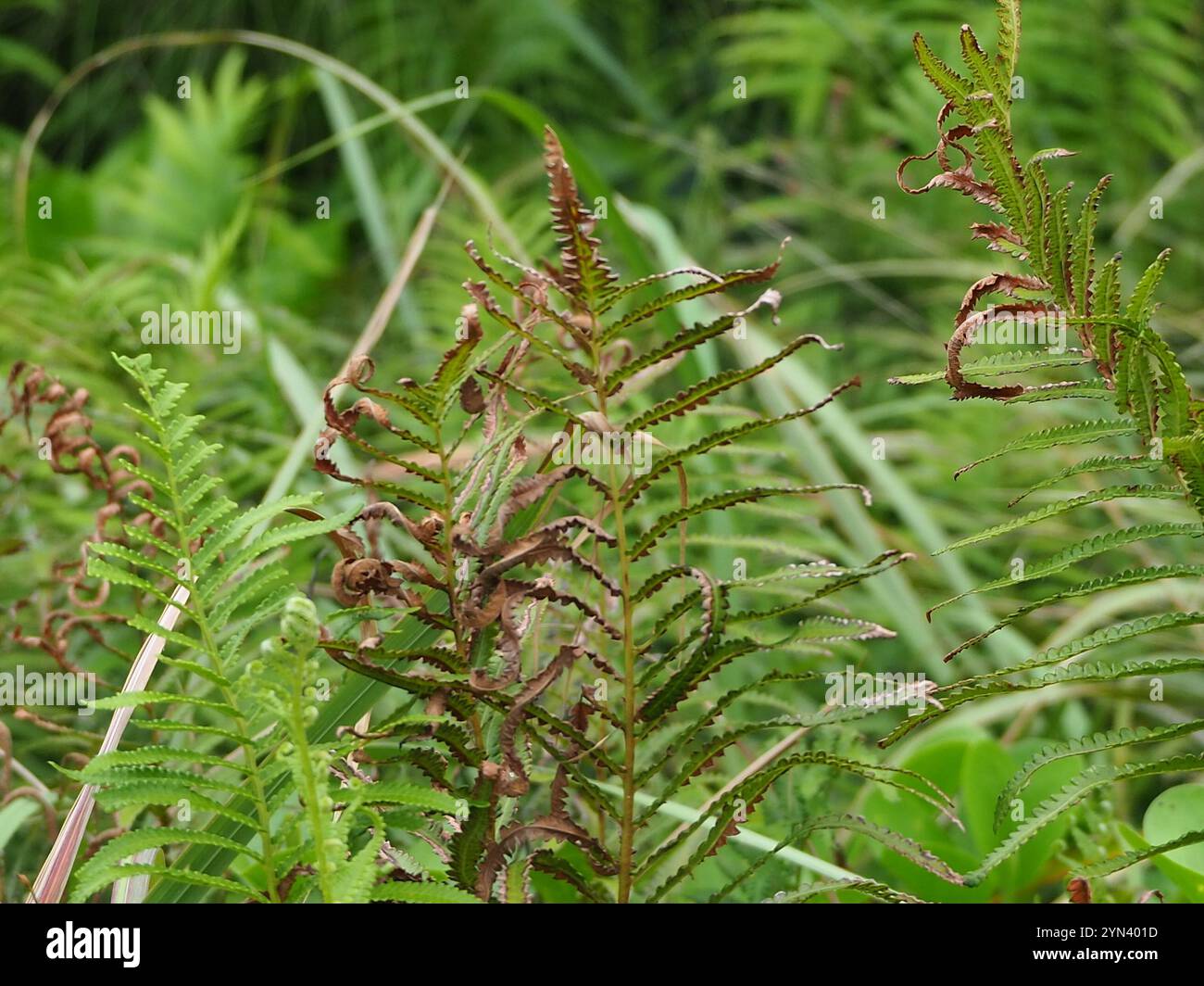 Swamp Shield-fern (Cyclosorus interruptus Stock Photo - Alamy
