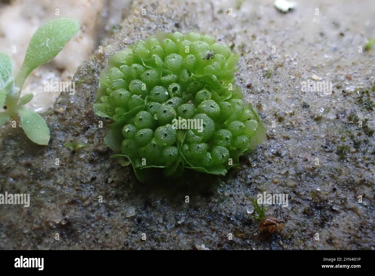 Texas Balloonwort (Sphaerocarpos texanus Stock Photo - Alamy