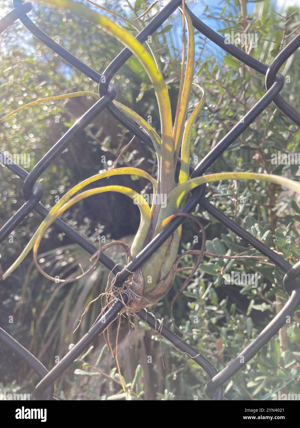 Balbis' airplant (Tillandsia balbisiana Stock Photo - Alamy