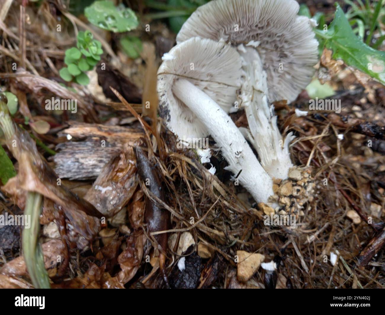 Pale Brittlestem (Candolleomyces candolleanus Stock Photo - Alamy