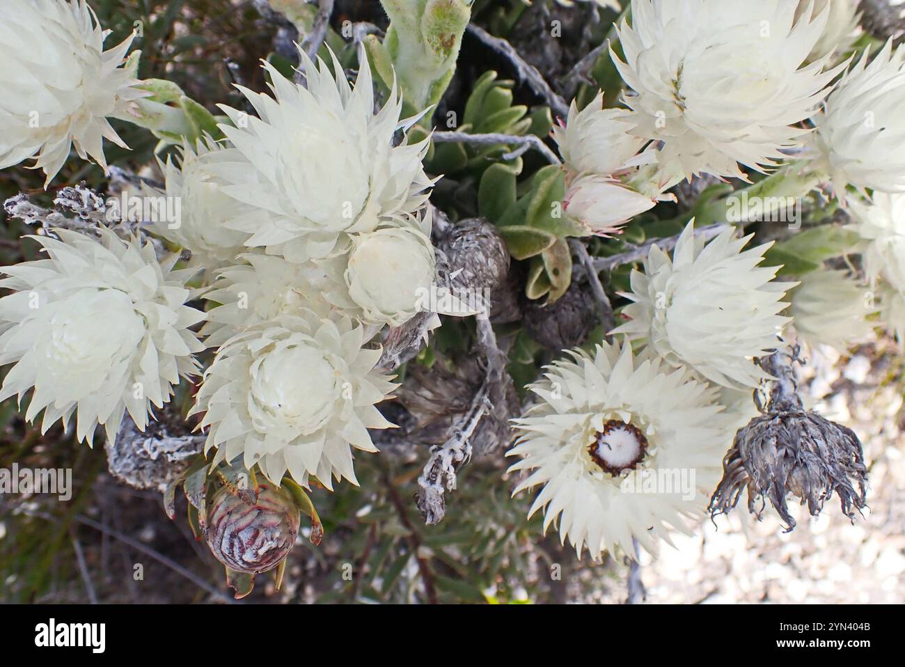 Cape Snow (Syncarpha vestita Stock Photo - Alamy
