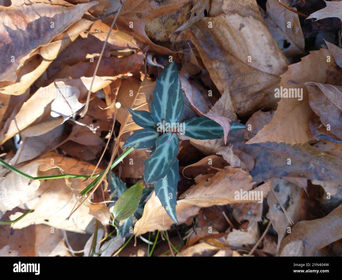 striped wintergreen (Chimaphila maculata Stock Photo - Alamy