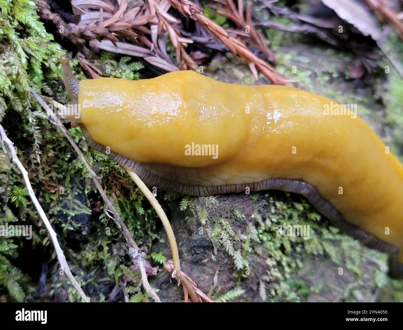 California Banana Slug (Ariolimax californicus Stock Photo - Alamy