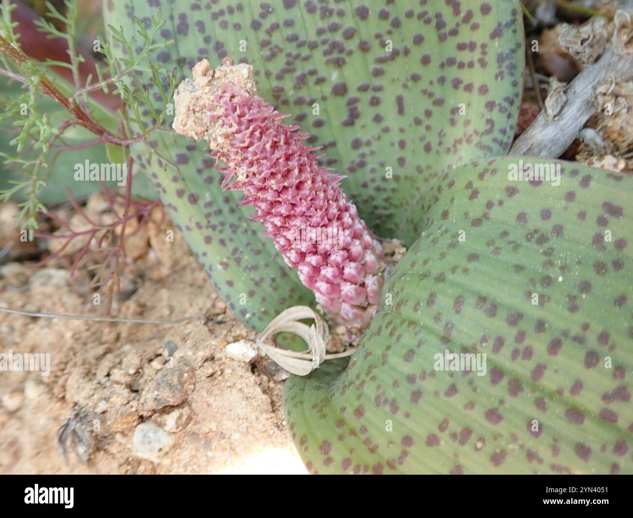 Flesh Viooltjie (Lachenalia carnosa Stock Photo - Alamy
