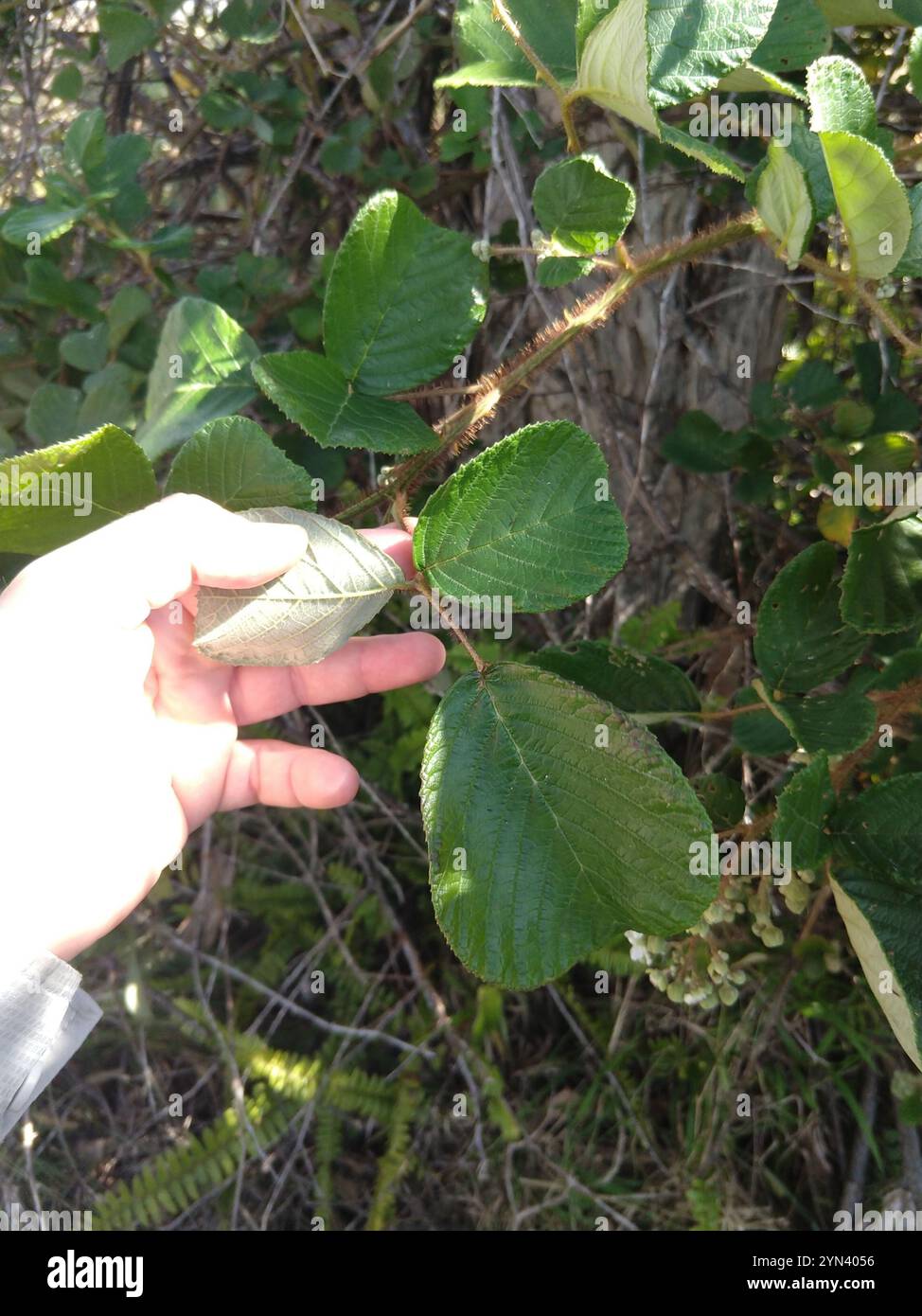 Yellow Himalayan Raspberry (Rubus ellipticus Stock Photo - Alamy