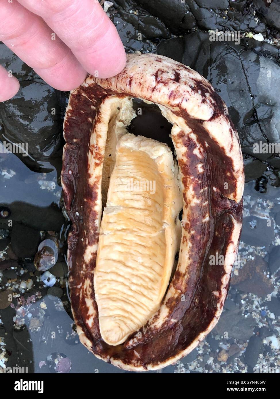 Gumboot Chiton (Cryptochiton stelleri Stock Photo - Alamy