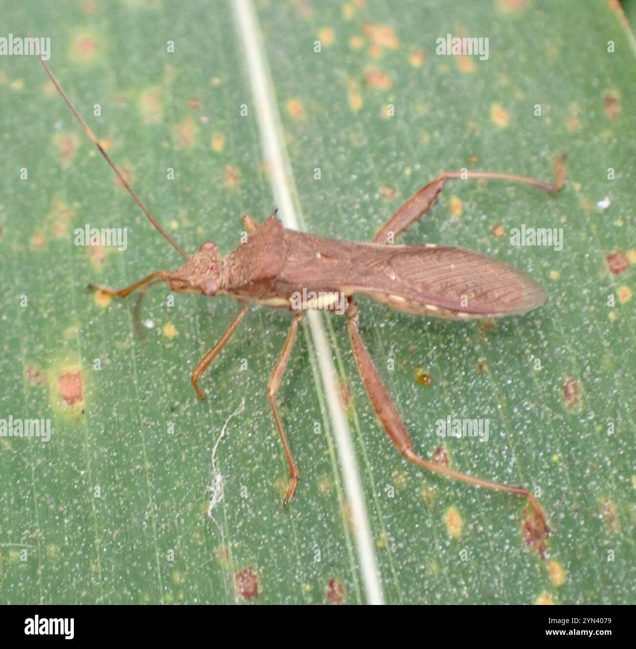 Riptortus hi-res stock photography and images - Alamy