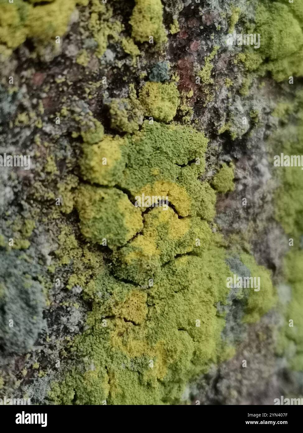 Chrysothrix chlorina hi-res stock photography and images - Alamy