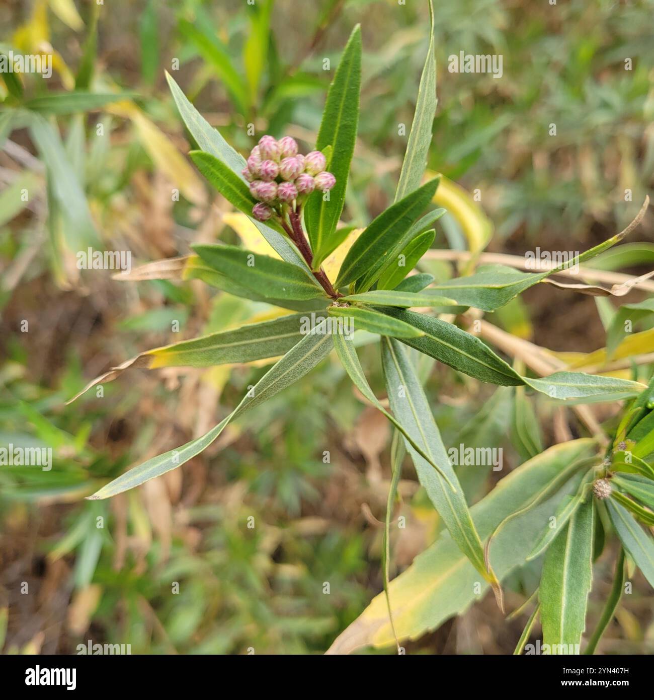 mule fat (Baccharis salicifolia Stock Photo - Alamy