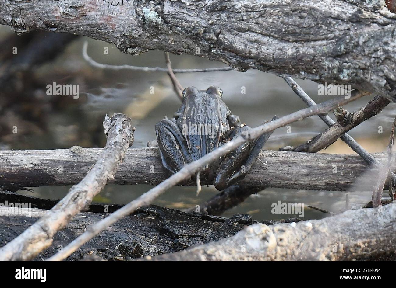 Southern Leopard Frog (Lithobates sphenocephalus Stock Photo - Alamy