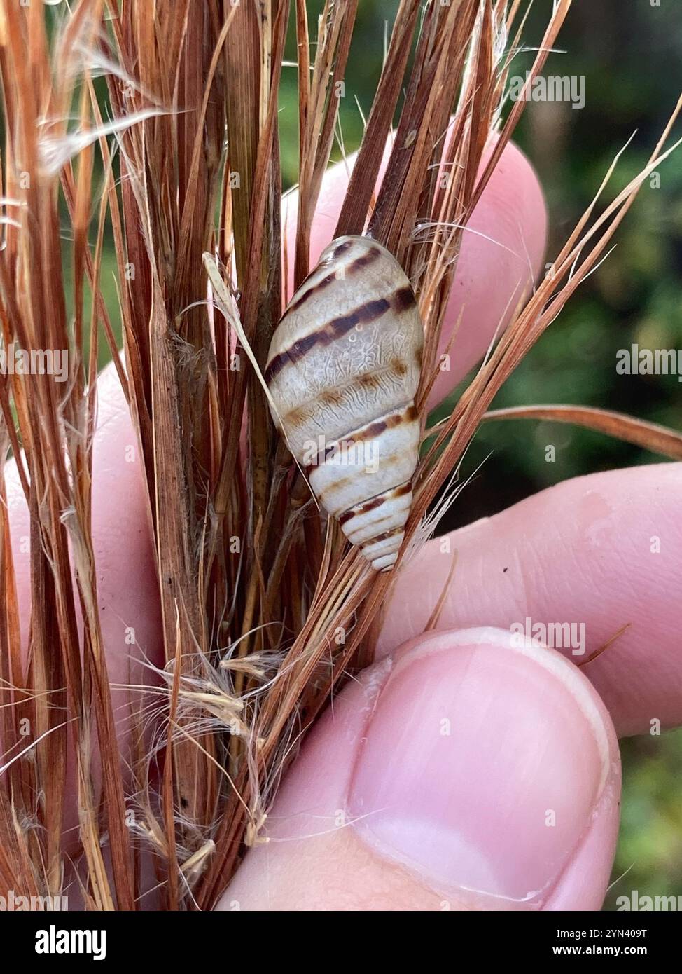 Master Treesnail (Mesembrinus dominicus Stock Photo - Alamy