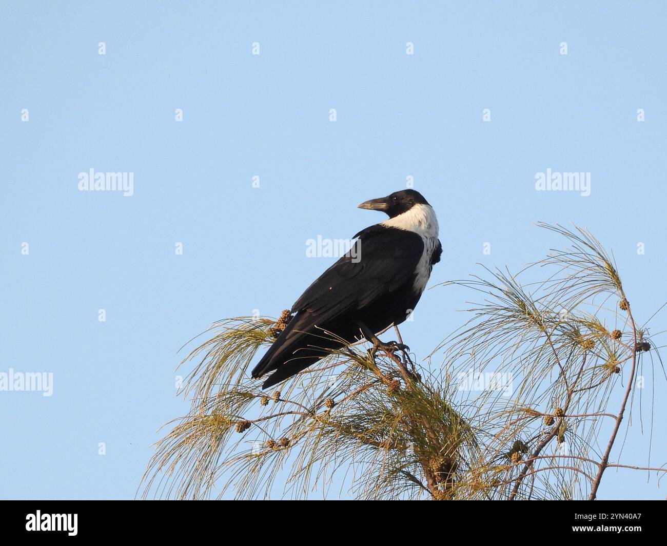 Collared Crow (Corvus torquatus Stock Photo - Alamy