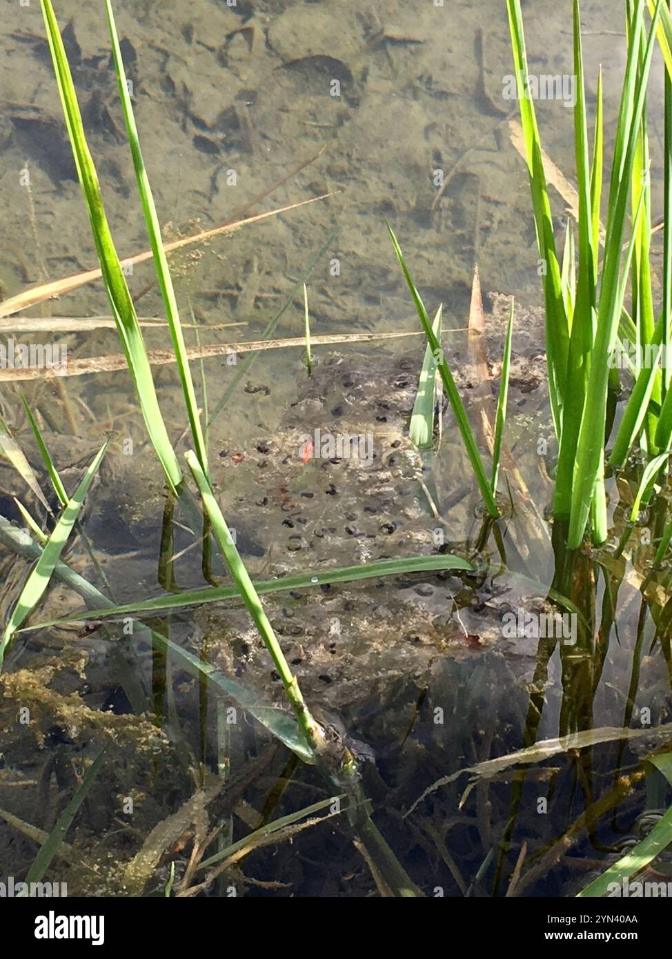Northern Red-legged Frog (Rana aurora Stock Photo - Alamy