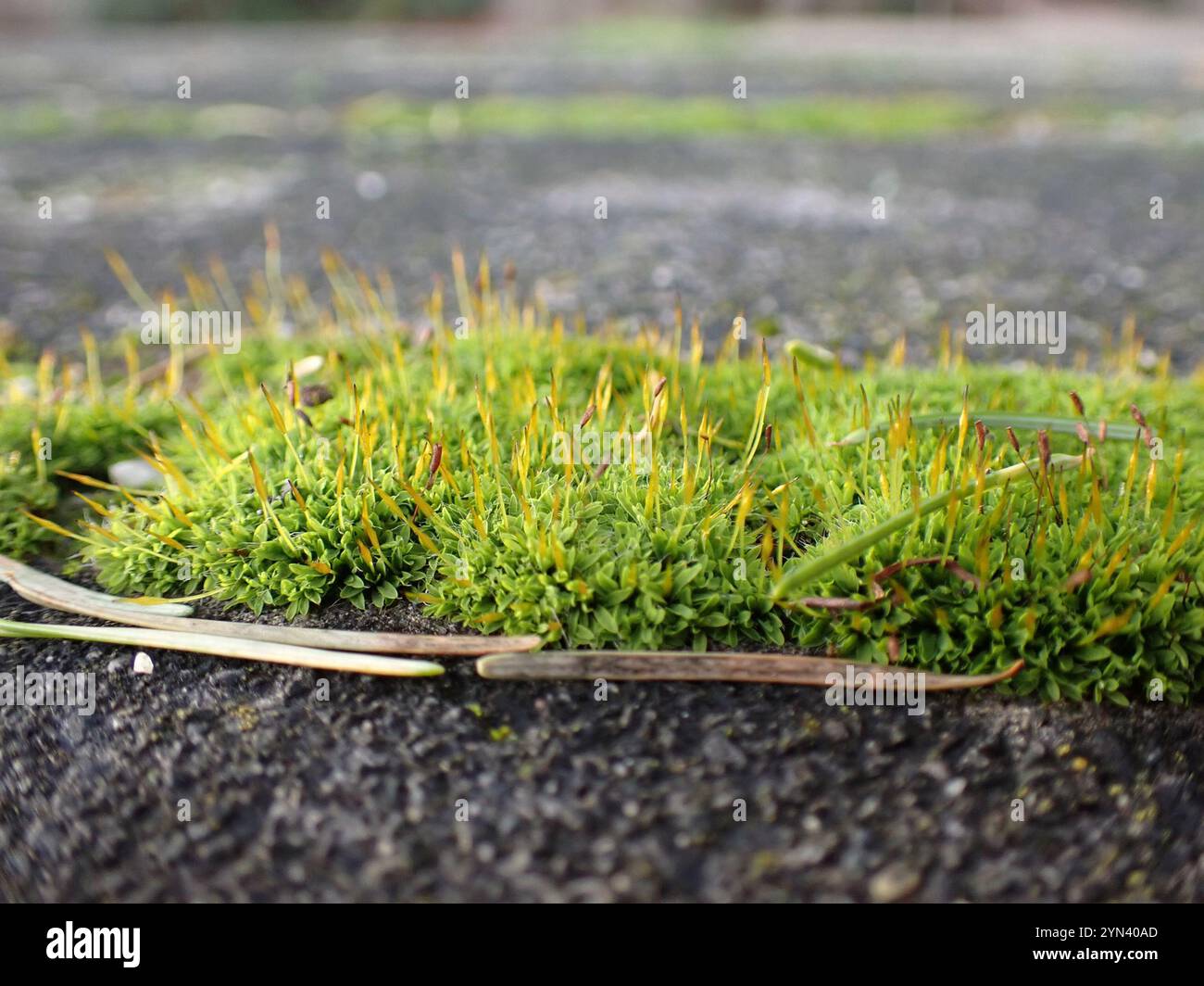 Wall Screw-moss (Tortula muralis Stock Photo - Alamy