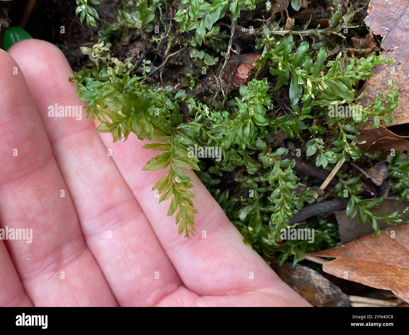 Badge Moss (Plagiomnium insigne Stock Photo - Alamy