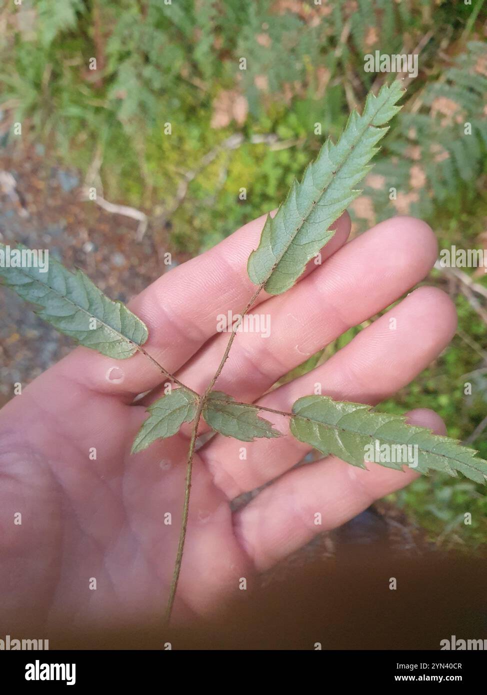 White-leaved Lawyer (Rubus schmidelioides Stock Photo - Alamy