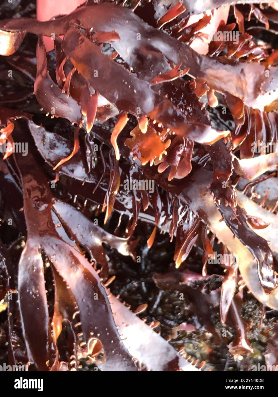red algae (Rhodophyta Stock Photo - Alamy