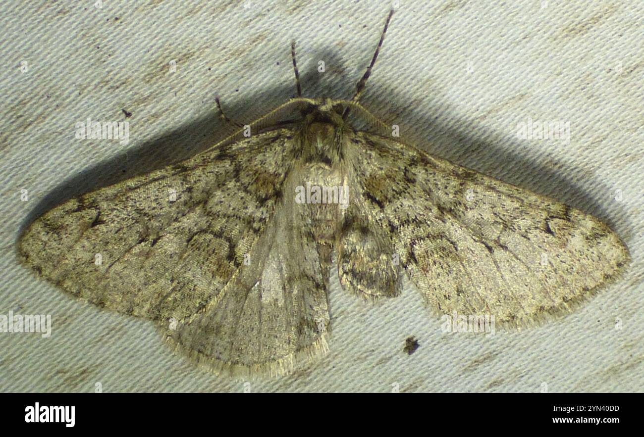 Half-wing Moth (Phigalia titea Stock Photo - Alamy