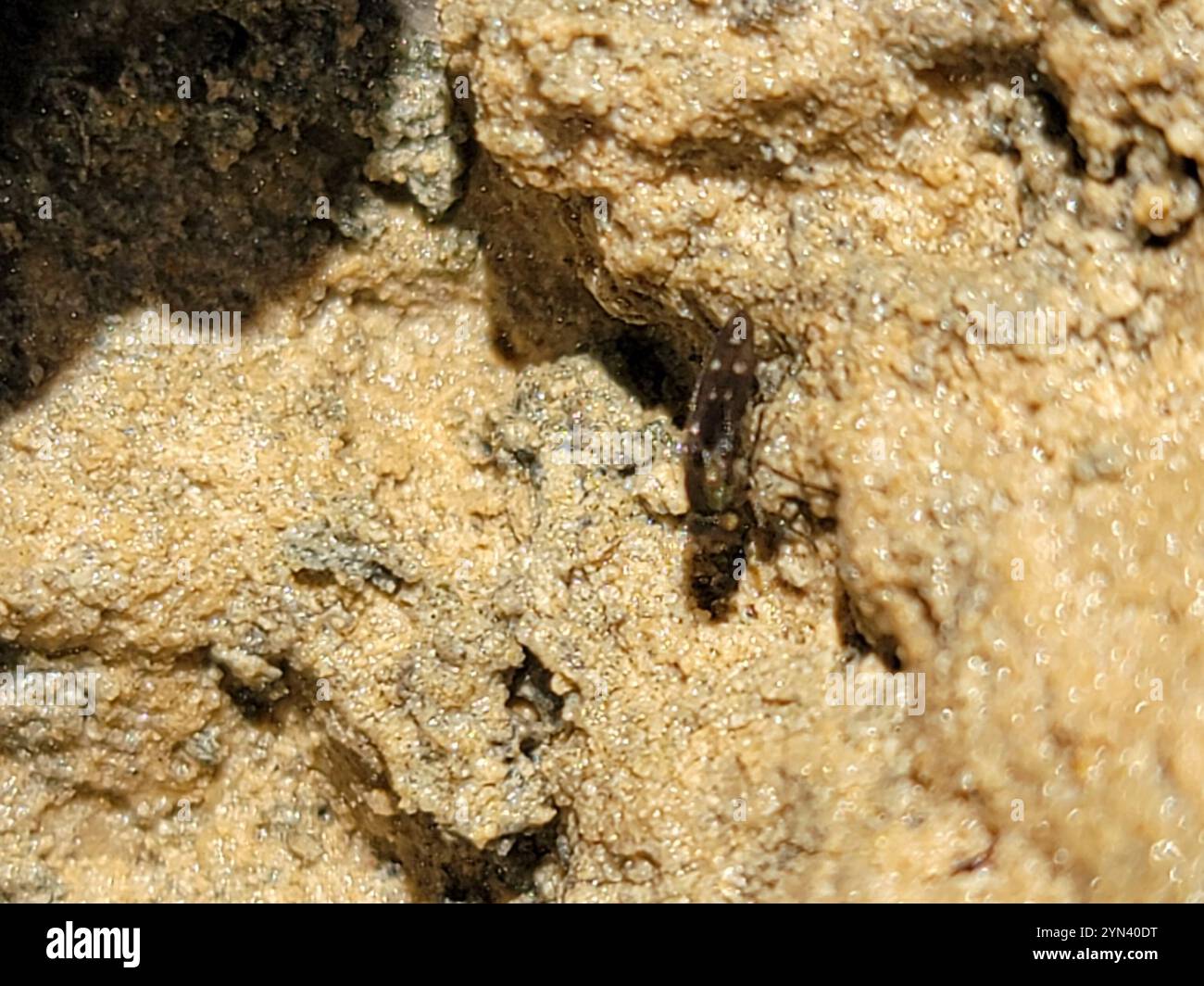 Scatella hi-res stock photography and images - Alamy