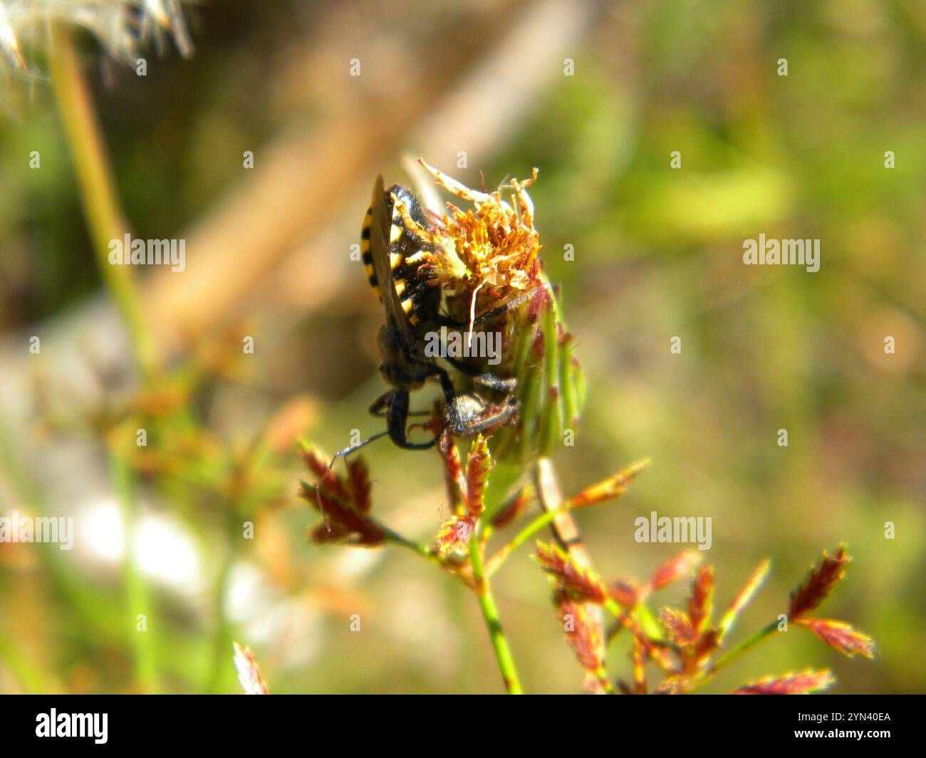 Flower Assassin Bugs (Rhynocoris Stock Photo - Alamy