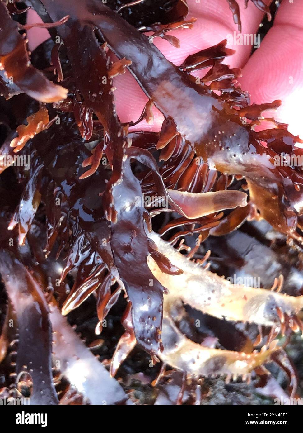 red algae (Rhodophyta Stock Photo - Alamy