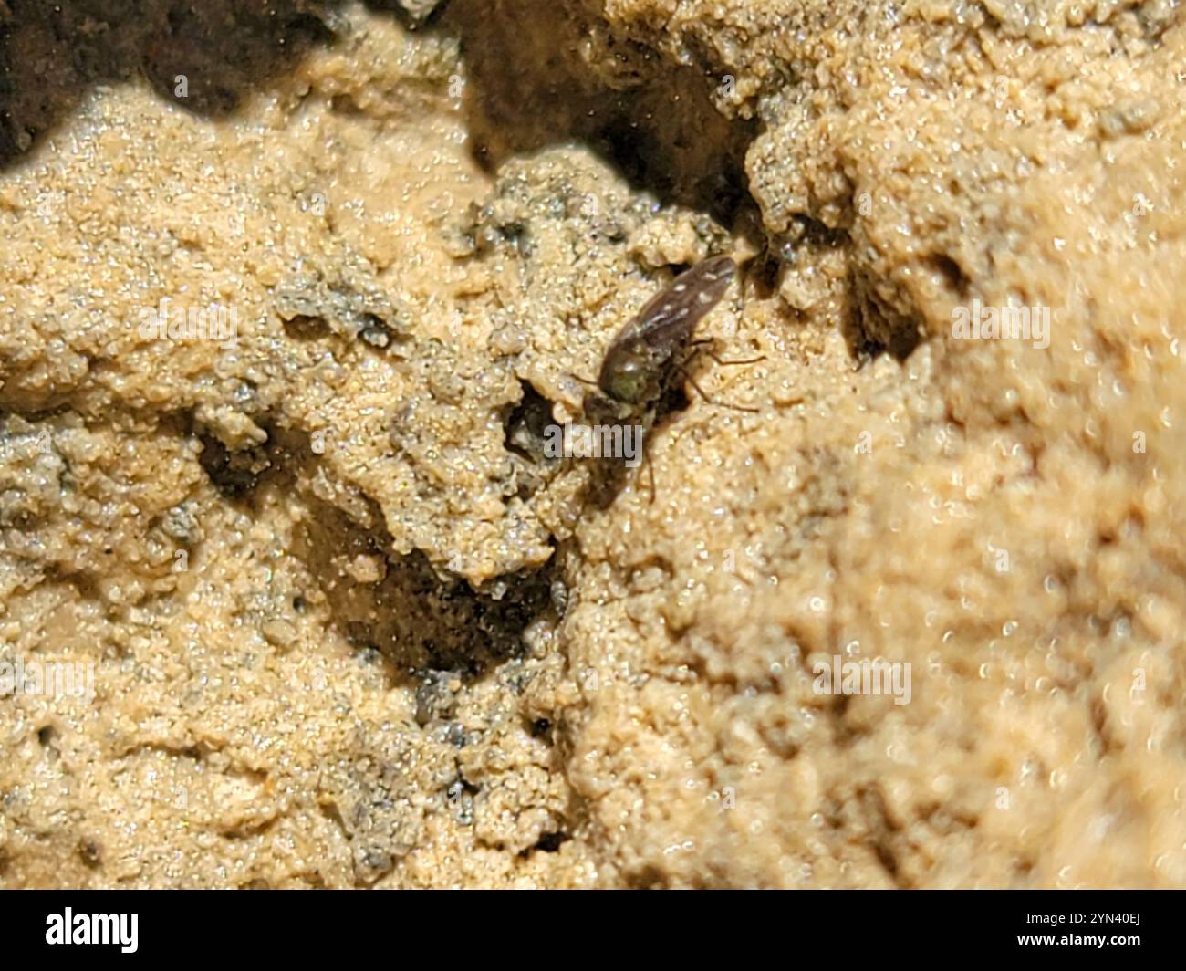 Scatella hi-res stock photography and images - Alamy