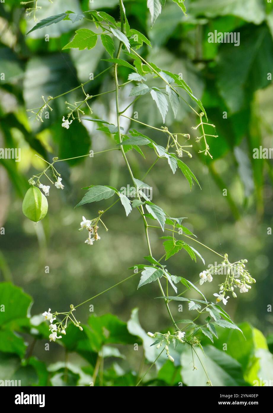 Balloon Vines and Heartseed (Cardiospermum Stock Photo - Alamy