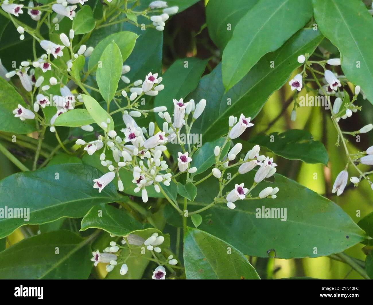 skunk vine (Paederia foetida Stock Photo - Alamy