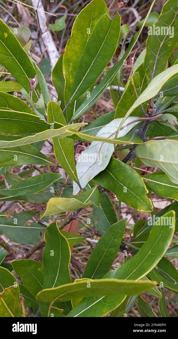 Swamp Bay (Persea palustris Stock Photo - Alamy