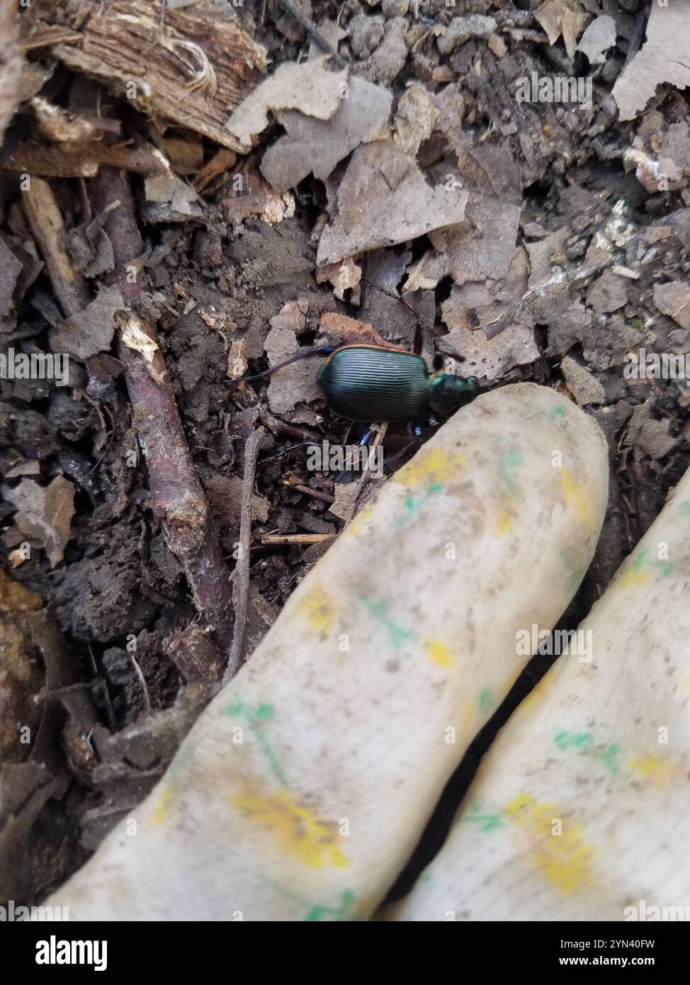Fiery Searcher (Calosoma scrutator Stock Photo - Alamy