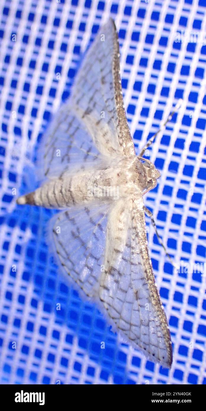 Pearl Moths (Spilomelinae Stock Photo - Alamy