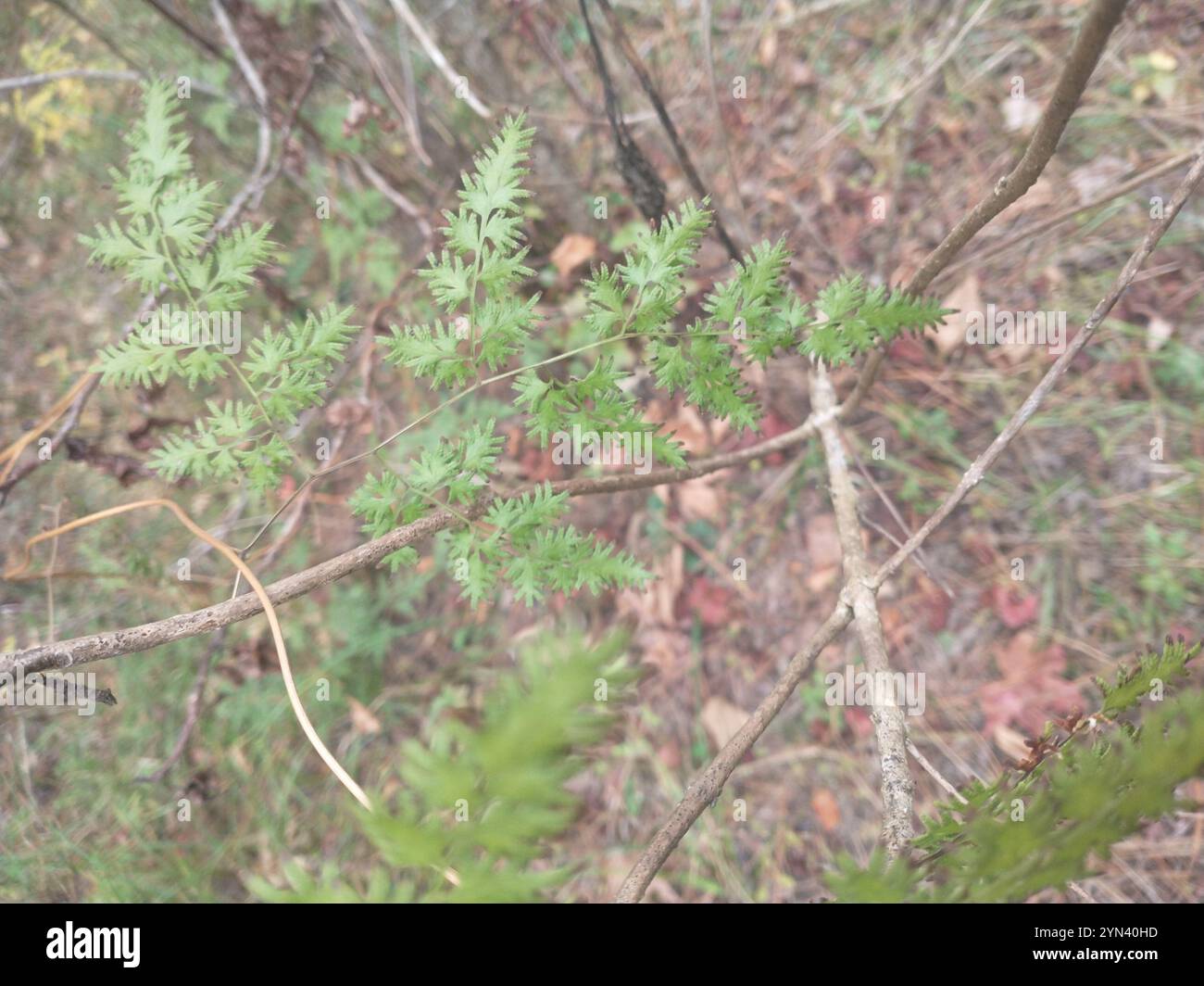 Japanese climbing fern (Lygodium japonicum Stock Photo - Alamy