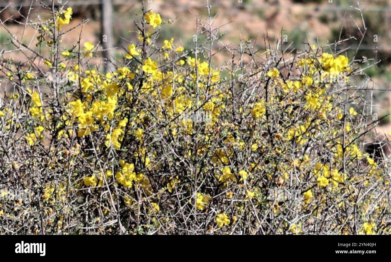 Karoo rhigozum hi-res stock photography and images - Alamy