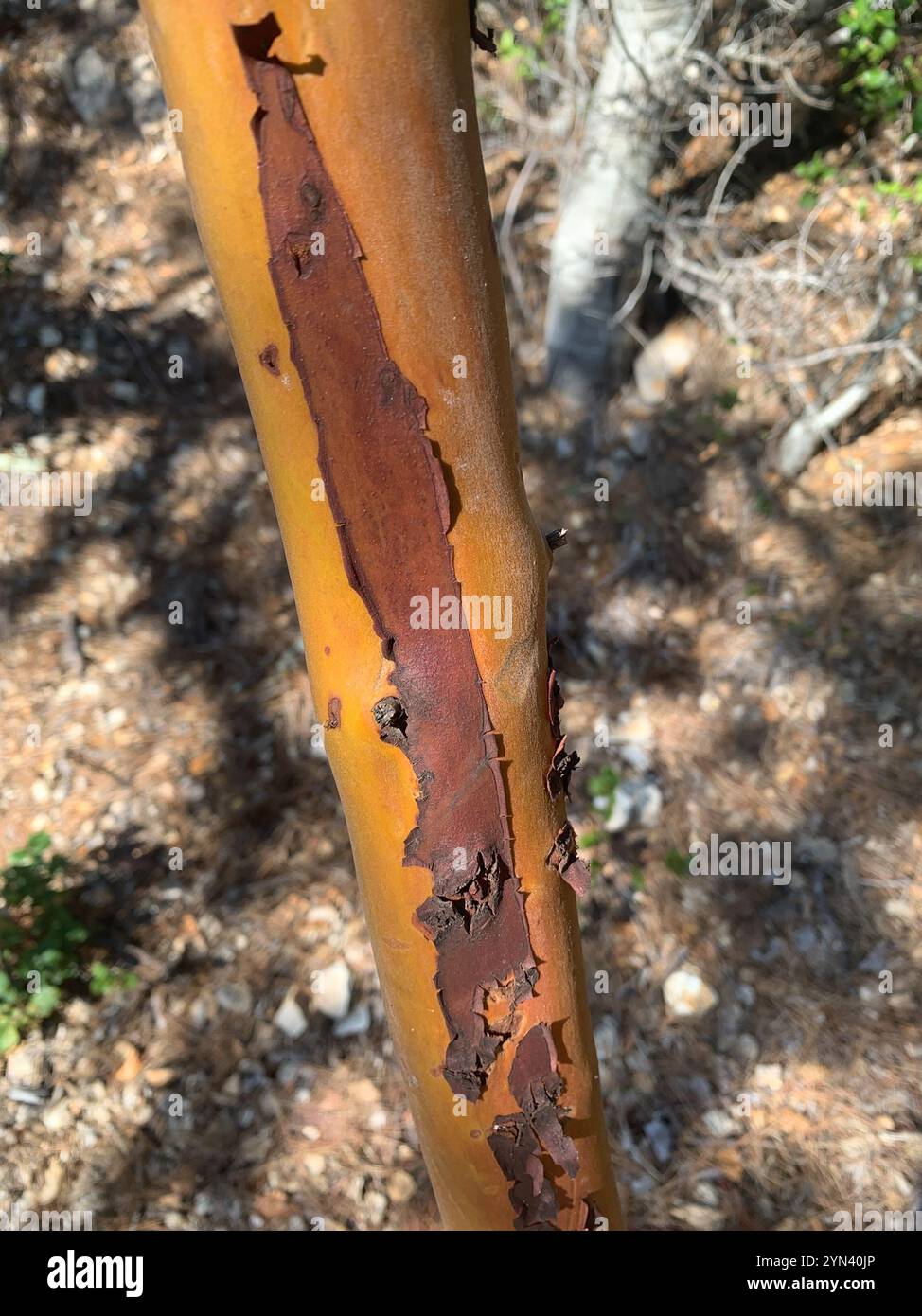 Pacific madrone (Arbutus menziesii Stock Photo - Alamy