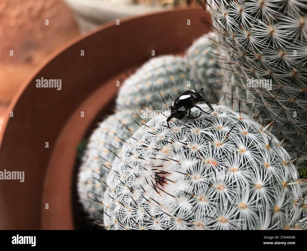 White-spotted Fruit Chafer (Mausoleopsis amabilis Stock Photo - Alamy
