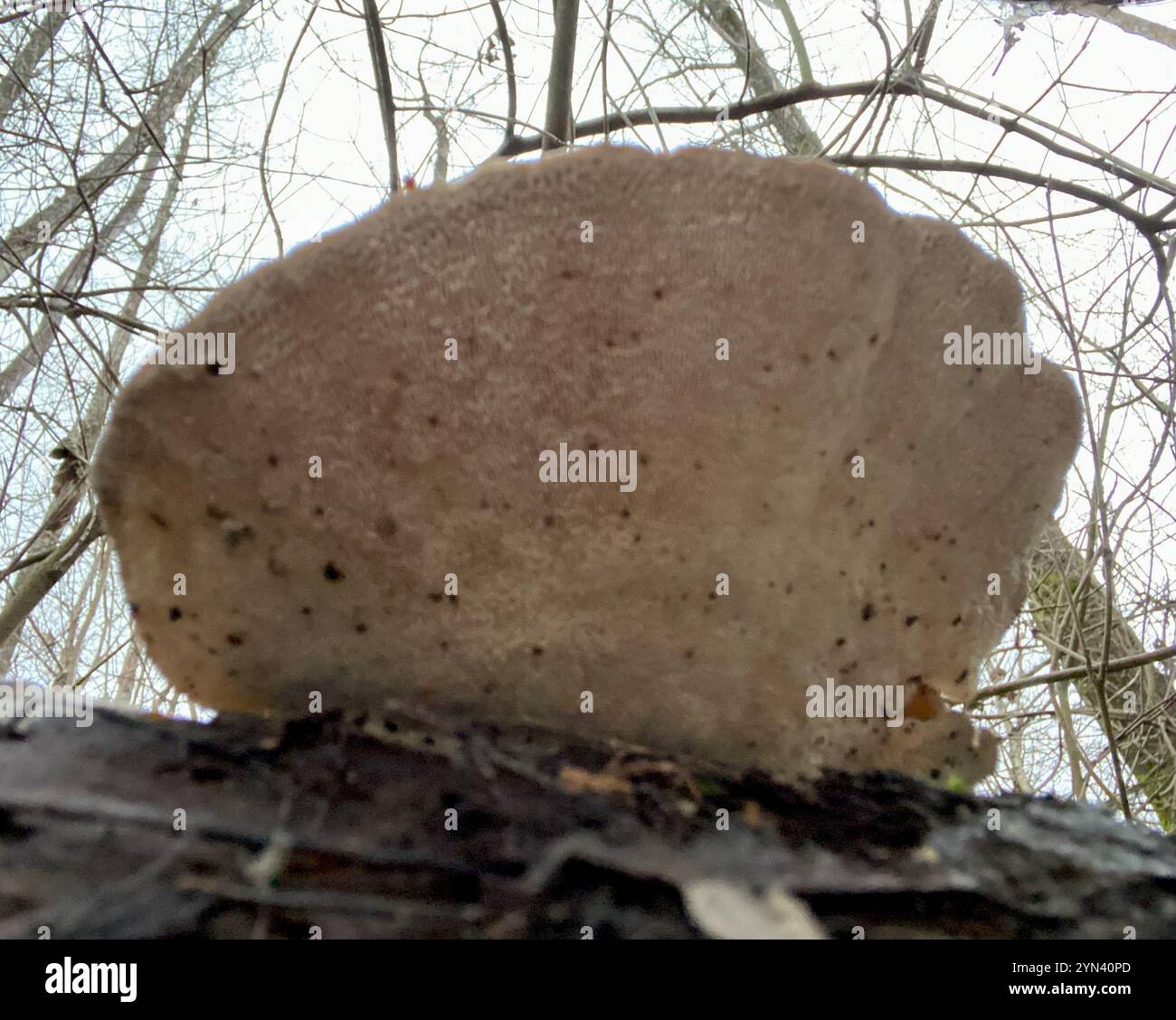 Lumpy Bracket (Trametes gibbosa Stock Photo - Alamy