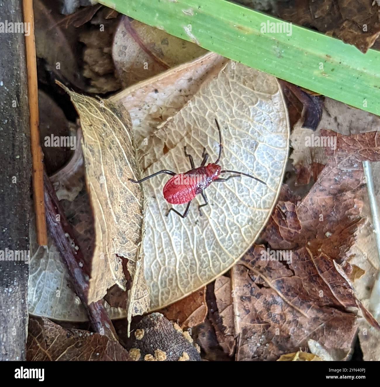 Red-shouldered Bug (Jadera haematoloma Stock Photo - Alamy
