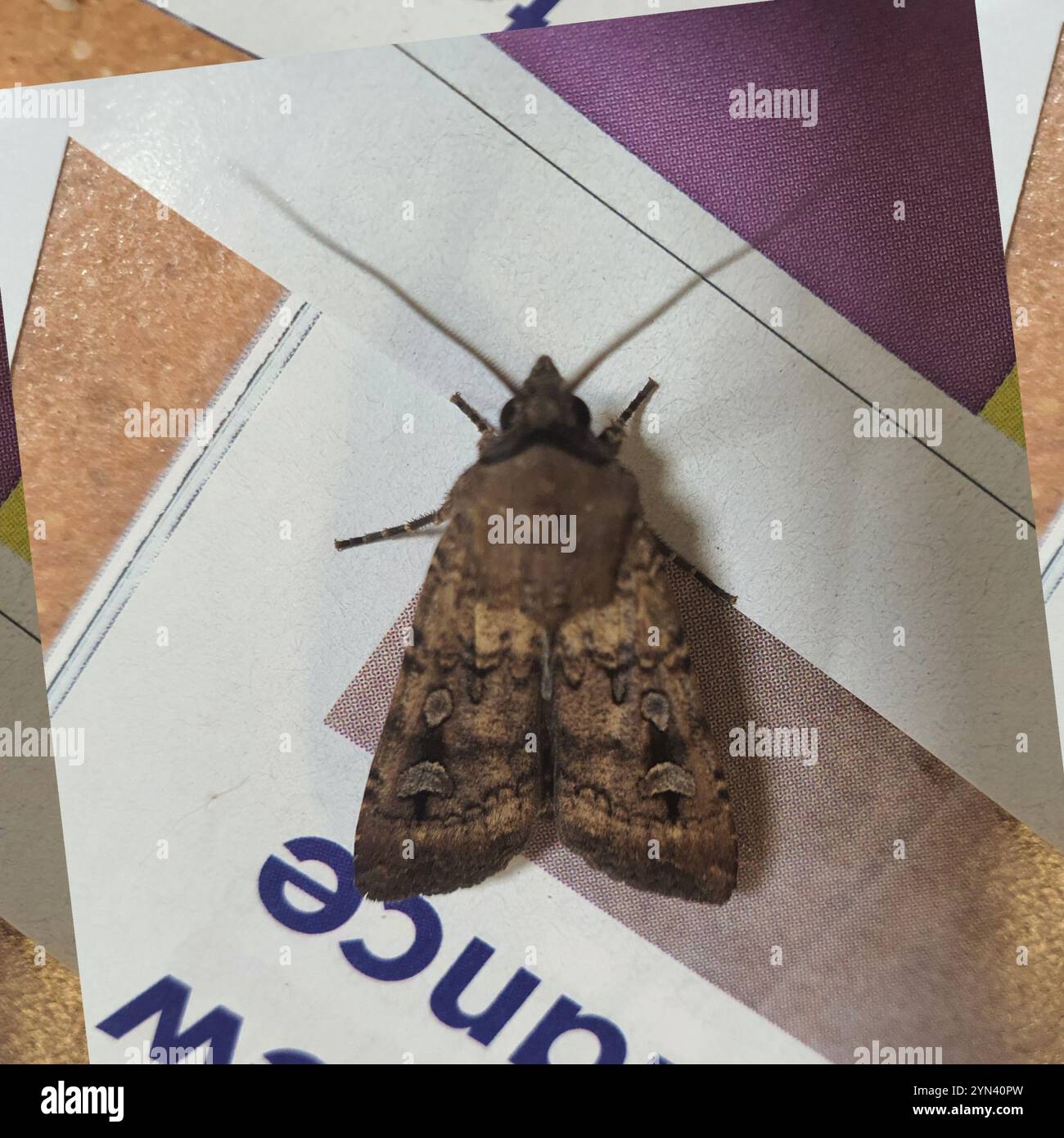 Bogong moth hi-res stock photography and images - Alamy