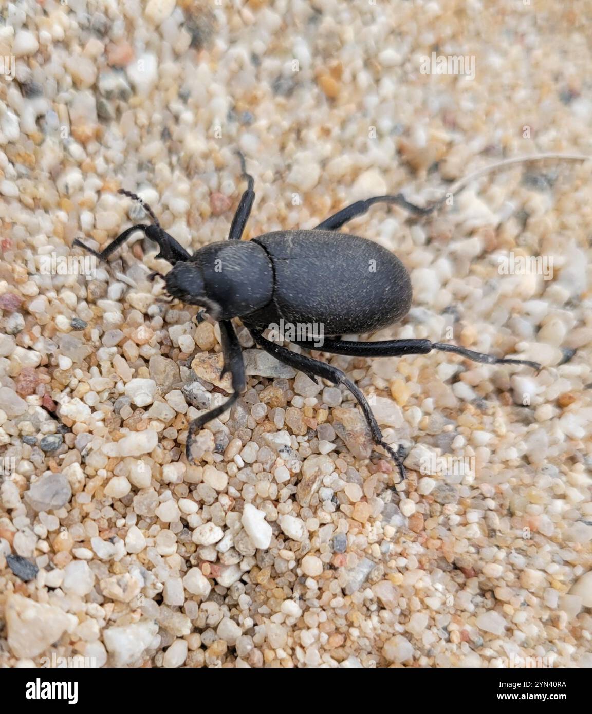Armored Stink Beetle (Eleodes armata Stock Photo - Alamy