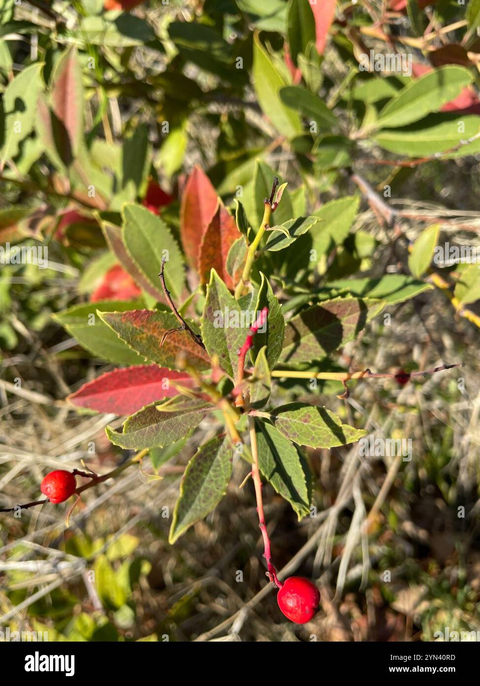 Toyon (Heteromeles arbutifolia Stock Photo - Alamy