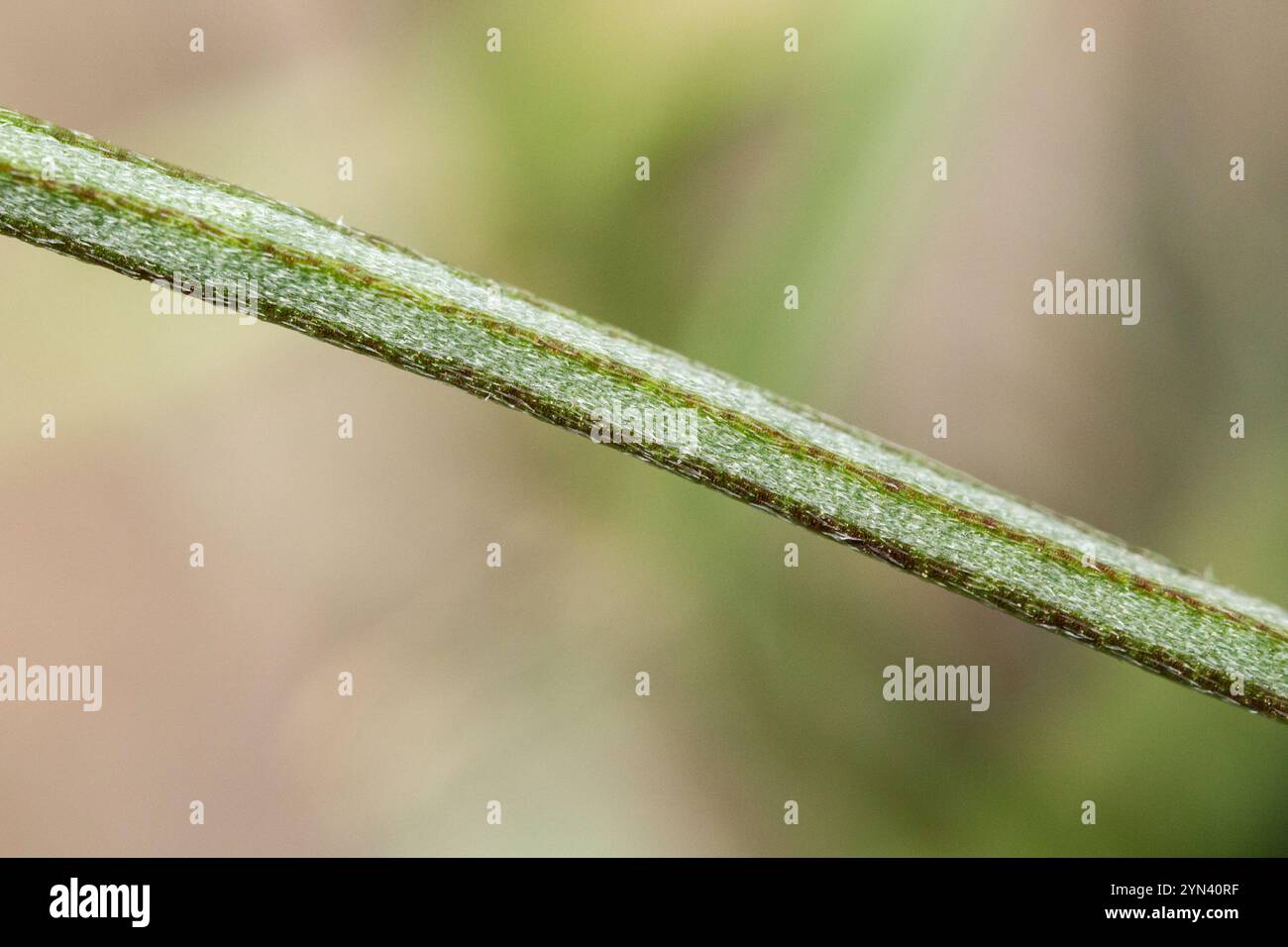 Prairie-rocket Wallflower (Erysimum asperum Stock Photo - Alamy