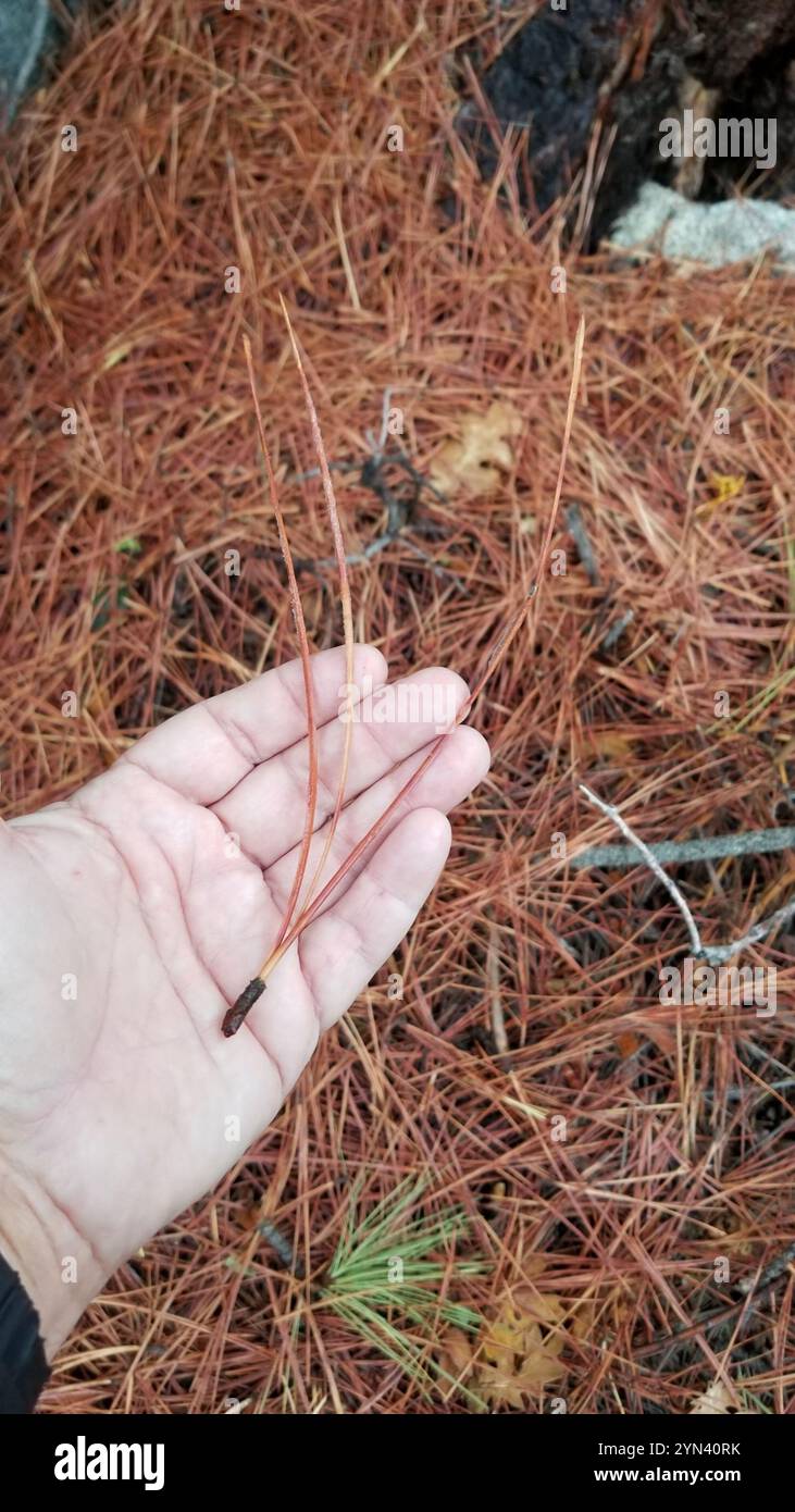 Coulter pine (Pinus coulteri Stock Photo - Alamy
