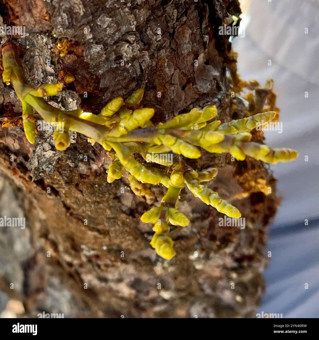 Coastal Dwarf-Mistletoe (Arceuthobium littorum Stock Photo - Alamy