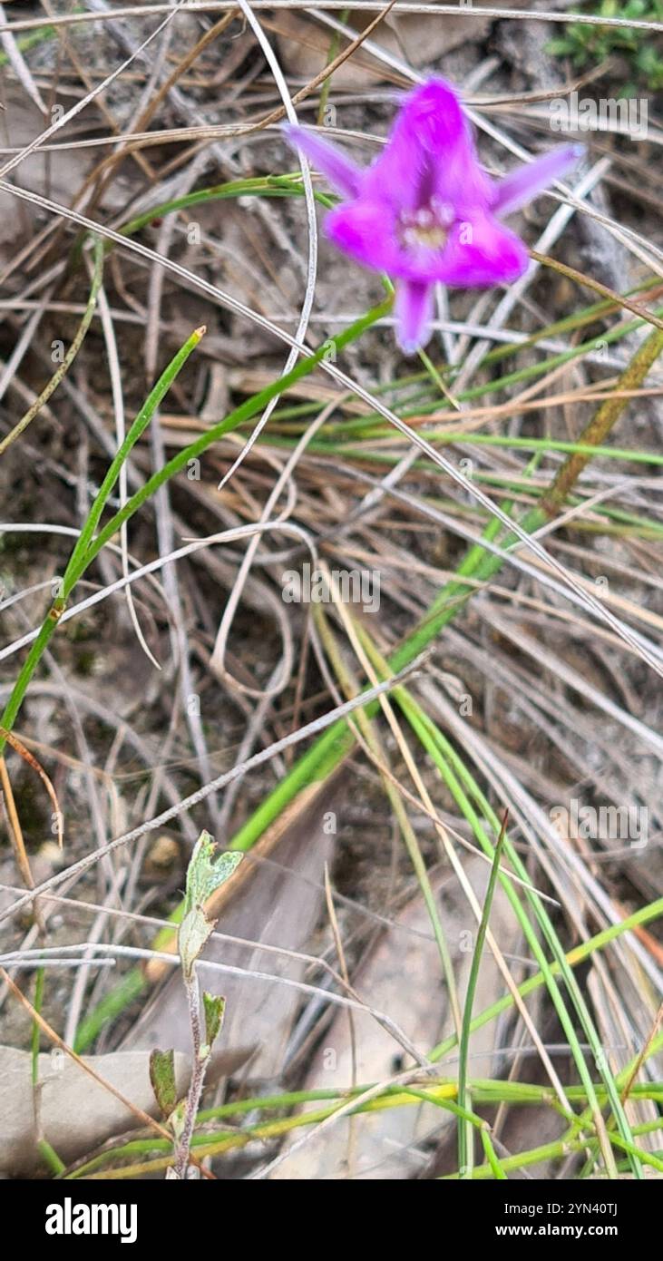Fringe lilies hi-res stock photography and images - Alamy