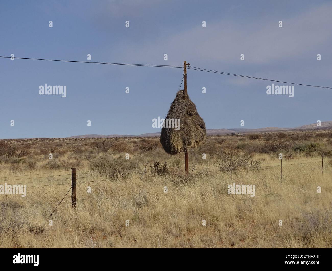 Sociable Weaver (Philetairus socius Stock Photo - Alamy
