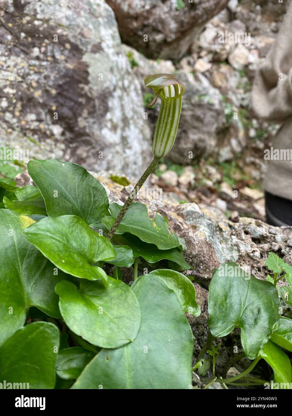 Friars cowl arisarum vulgare hi-res stock photography and images - Alamy
