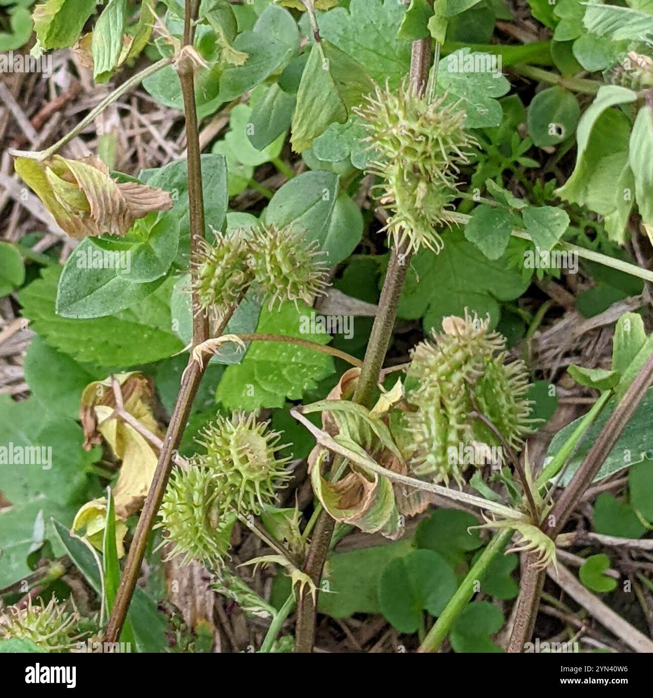Bur clover hi-res stock photography and images - Alamy