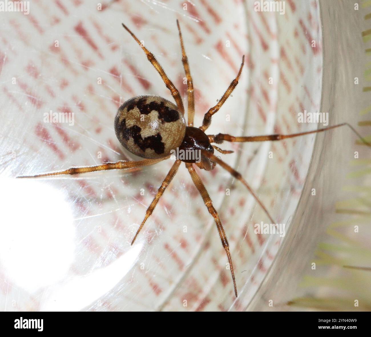 Triangulate Combfoot (Steatoda triangulosa Stock Photo - Alamy