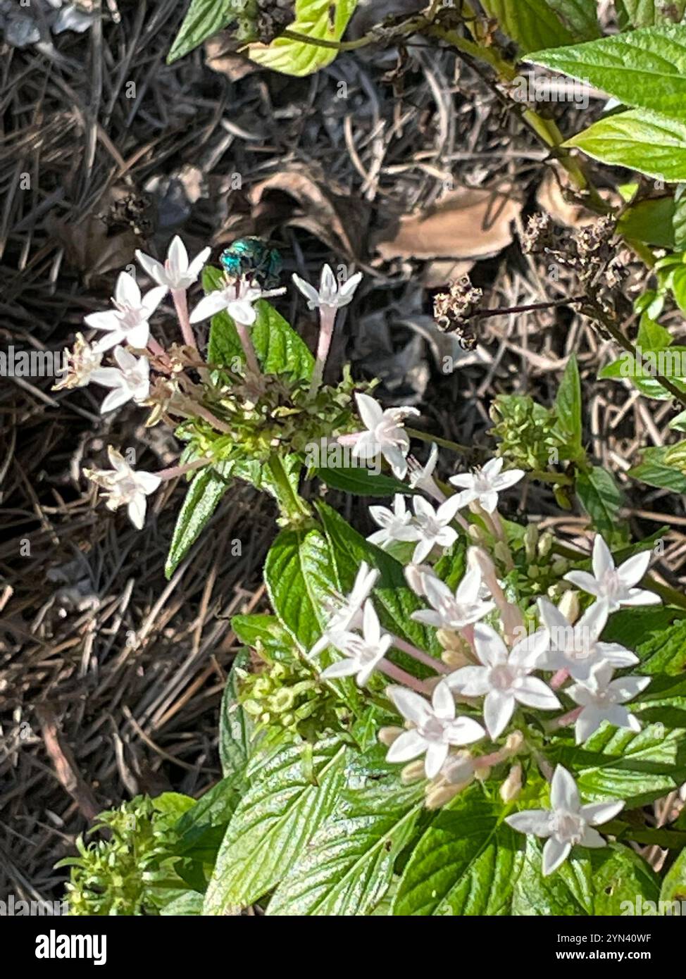 Euglossa bee hi-res stock photography and images - Alamy